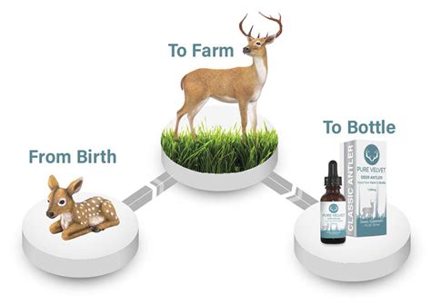 1 Best Deer Antler Velvet 801 Extract Ratio Pure Velvet Extracts