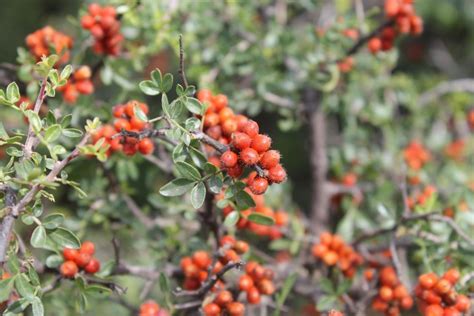 Little Leaf Sumac Desert
