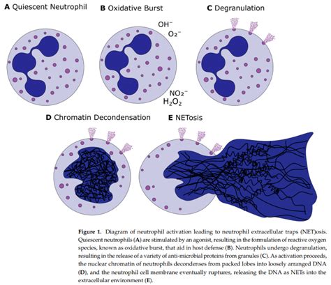Deformability Cytometry A Revolution In Sepsis Detection Cytovale