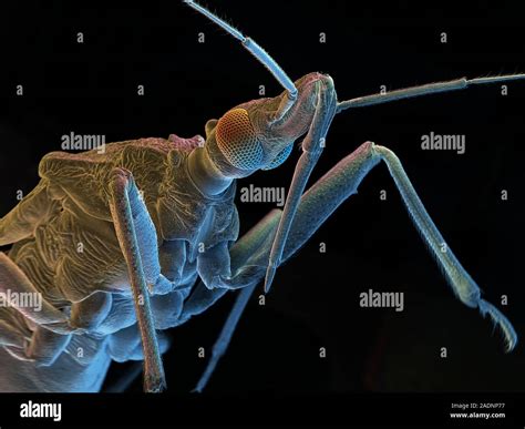 Assassin Bug Coloured Scanning Electron Micrograph Sem Of An