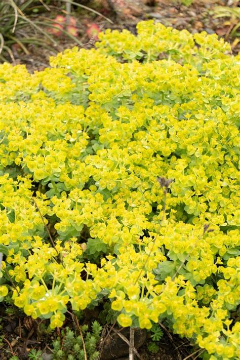 Cypress Spurge Or Euphorbia Cyparissias In Zurich In Switzerland Stock