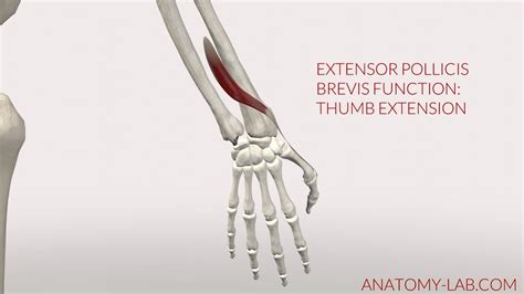 Extensor Pollicis Brevis Muscle