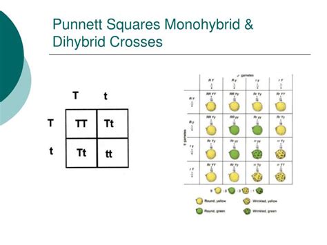 Ppt Genetics Powerpoint Presentation Id2809204