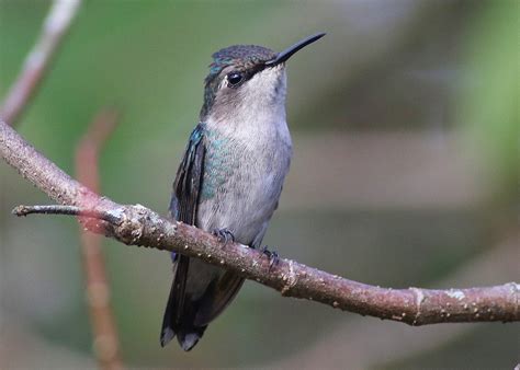Female Bee Hummingbird