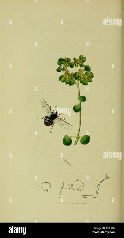 Chrysosplenium Oppositifolium Botanical Illustration Hi Res Stock