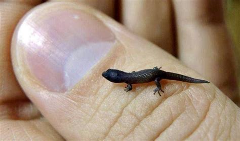 A Tiny Gecko Scrolller
