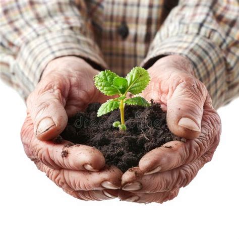 Planta En Las Manos Antiguas Aislado Brote Joven Nueva Planta Cultivo