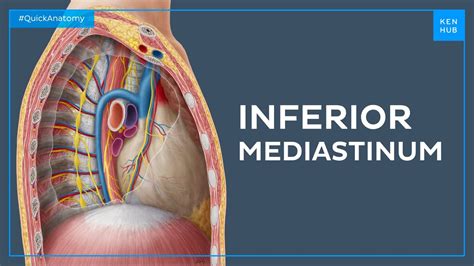 Anatomy Of The Inferior Mediastinum Quick Anatomy Kenhub Youtube