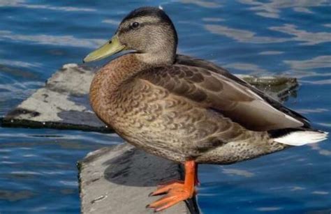 Do Ducks Migrate Everything You Need To Know