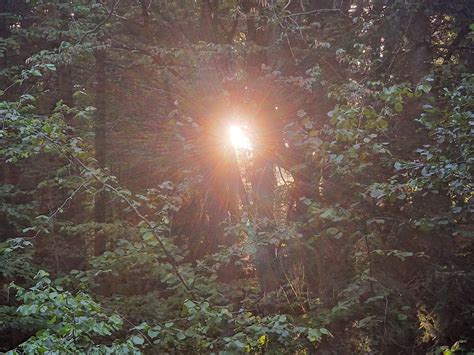 Padure Amn Ayurveda RomÂnia