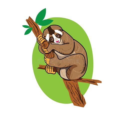 Loris Slow Stock Illustrations 134 Loris Slow Stock Illustrations
