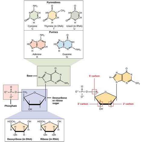 Structure Of A Nucleotide Gcse