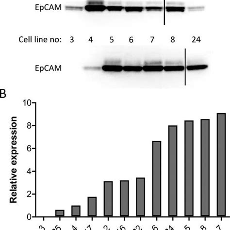 The Expression Of Epcam Protein In Head And Neck Squamous Cell