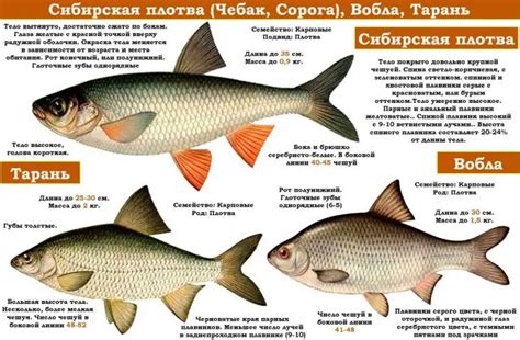 Chebak Kala Siperian Särki Ulkonäkö Elinympäristö Healthy Food