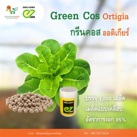 เมล็ดผักสลัด กรีนโอ๊ค เรดโอ๊ค กรีนคอส ฟิลเลซ์ 1 000เมล็ด เคลือบ Enza Shopee Thailand