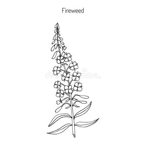 Drawing Fireweed Stock Illustrations 224 Drawing Fireweed Stock