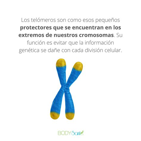 Telómeros El Secreto De La Longevidad Y Cómo Cuidarlos 🧬⏳