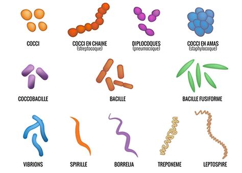 Les Types De Bactéries Paroconseil