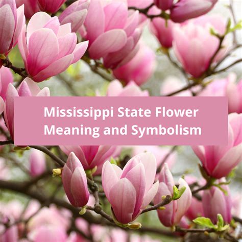 What Is An State Flower At Seth Darcy Irvine Blog