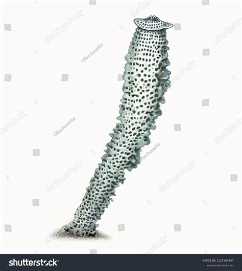 Hexactinellida Diagram