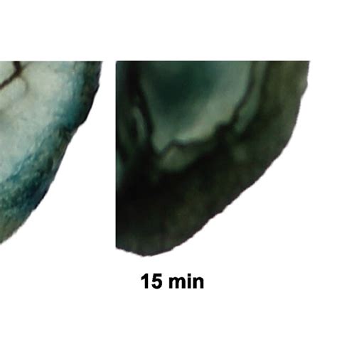 Scheme Of Transformation Plasmid And The Effect Of Transient Download Scientific Diagram