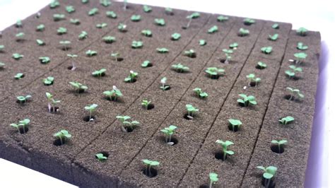 Greenhouse Agricultural Indoor Plant Block Seed Cloning Plug Hydroponic