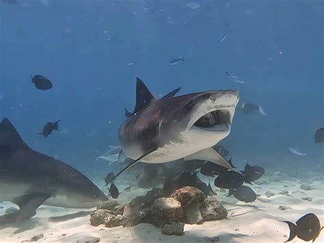 Southern Maldives Diving Liveaboard Scuba Trips