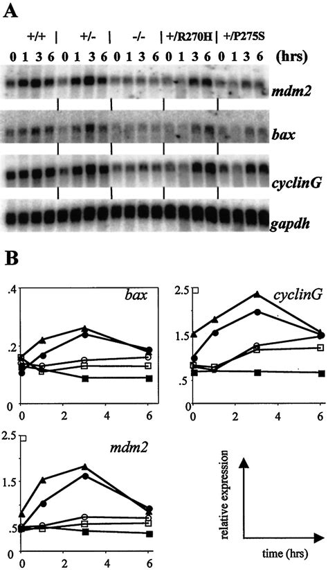 Targeted Point Mutations Of P53 Lead To Dominant Negative Inhibition Of