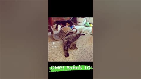Omg Sofias 10 August 20 Cattherapy Cuteness Sofiagram Youtube