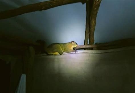 Celebrity Treasure Island Ep 3 Lynette Forday Called Out For Cheating Nz Herald