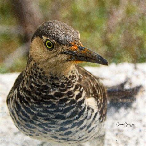Pitío Aves En Chile