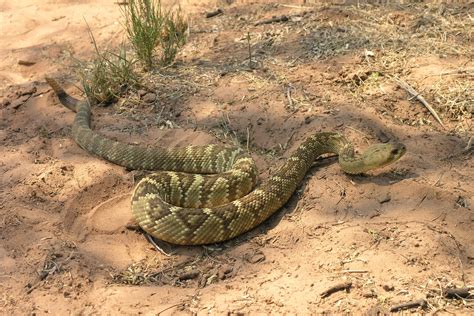 🔥 Crotalus Scutulatus Mojave Green Pit Viper 🔥 Natureisfuckinglit
