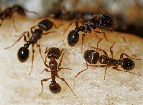 5 Natural And Effective Ways To Get Rid Of Ant Hills In Your Yard A Z