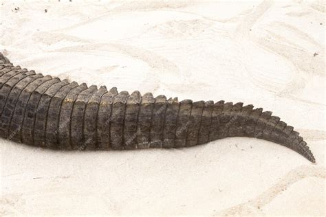 Premium Photo Cropped Image Of Alligator Tail On Sand