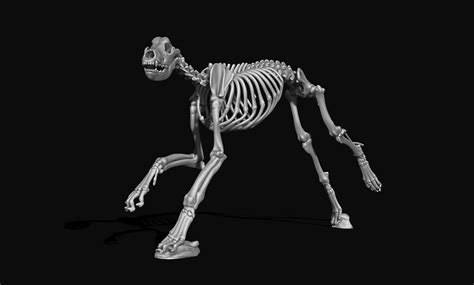 Great Dane Skelleton Cgtrader