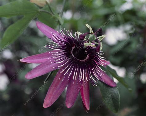 Passiflora Amethyst Stock Image B8301135 Science Photo Library
