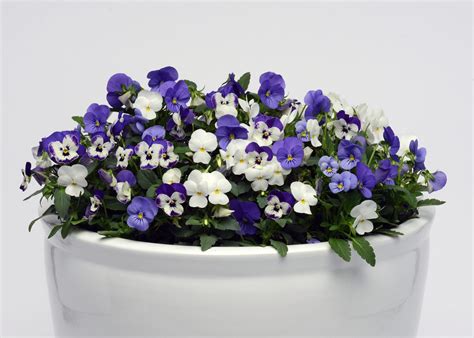 Viola Cornuta Sorbet Xp Blueberry Sundea Mixture Muller Seeds