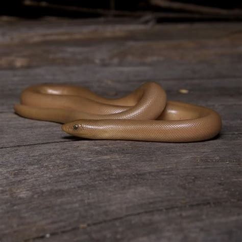 Play Willow By Trevor Benge On Amazon Music