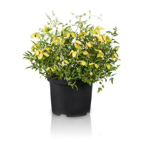 Sta Green Green Plus Lemon Clematis 1 Gal Container 829525003842 Rona