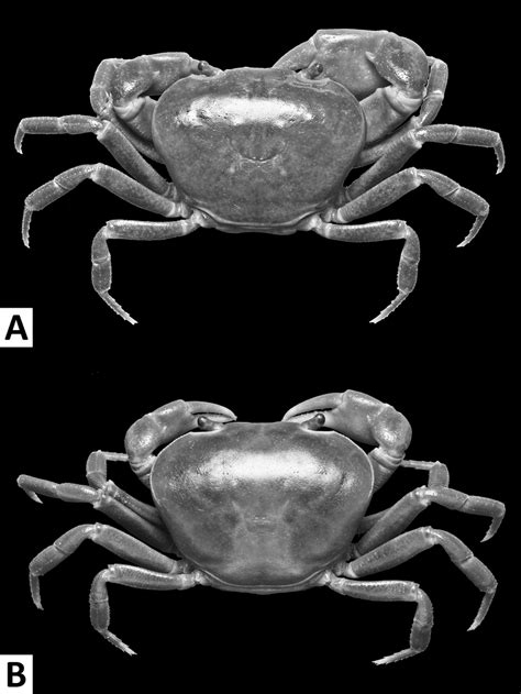 Dorsal Habitus Of Tortomon Puer N Sp A Male Holotype 21 8 × 16 1 Download Scientific