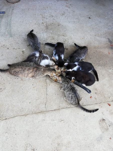 Podarim Podarimo Mlade Muce