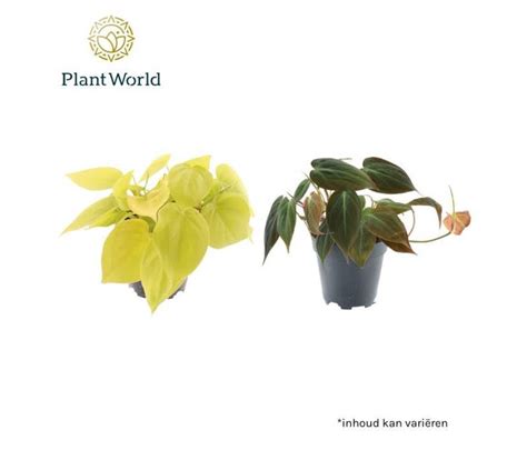 Philodendron Micans Green Solutions
