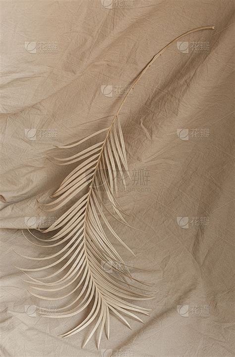 干棕枝织物背景米色装饰