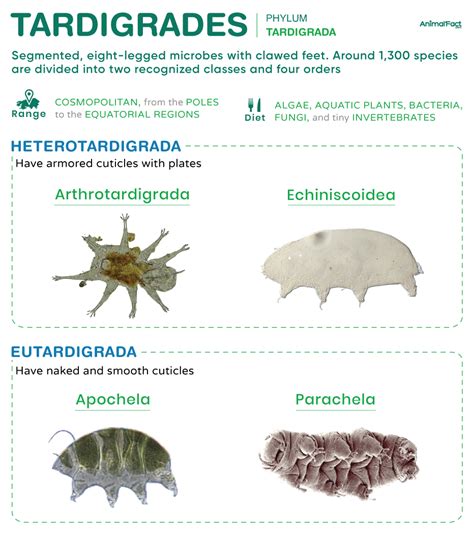 Tardigrade Water Bear Size Lifespan Habitat Reproduction And Pictures
