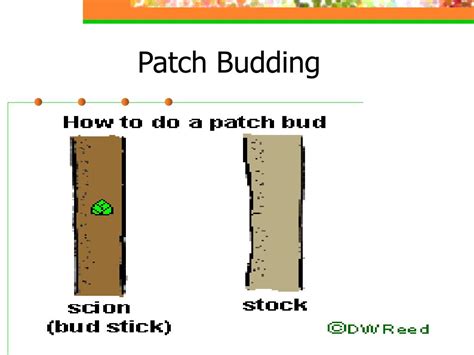Ppt Plant Propagation Powerpoint Presentation Free Download Id178076