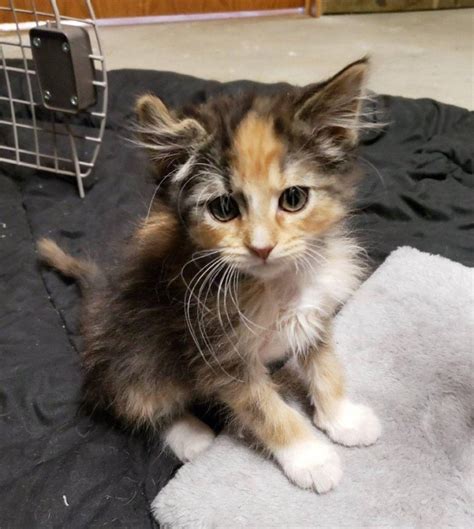 Colorado Rescue Discovers Rare Male Calico Unicorn Kitten