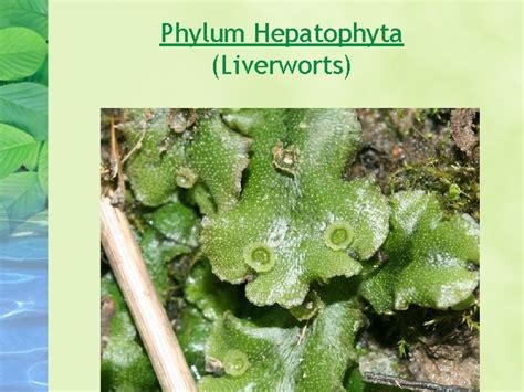 Overview Nonvascular Plants Phylum Bryophyta Phylum Hepatophyta Phylum