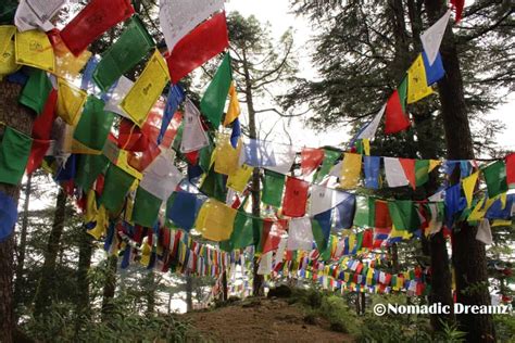 Things To Do In Dharamkot Top Tips From A Solo Traveller Nomadic Dreamz
