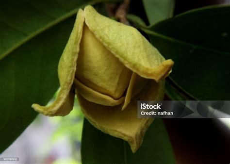 Flower Of Organically Grown Soursop Fruit Annona Muricata Katu Atha Plant Seen In A Home Garden