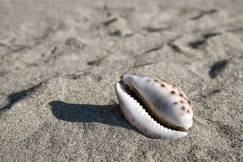 9000 Free Cowrie Shells And Snail Images Pixabay